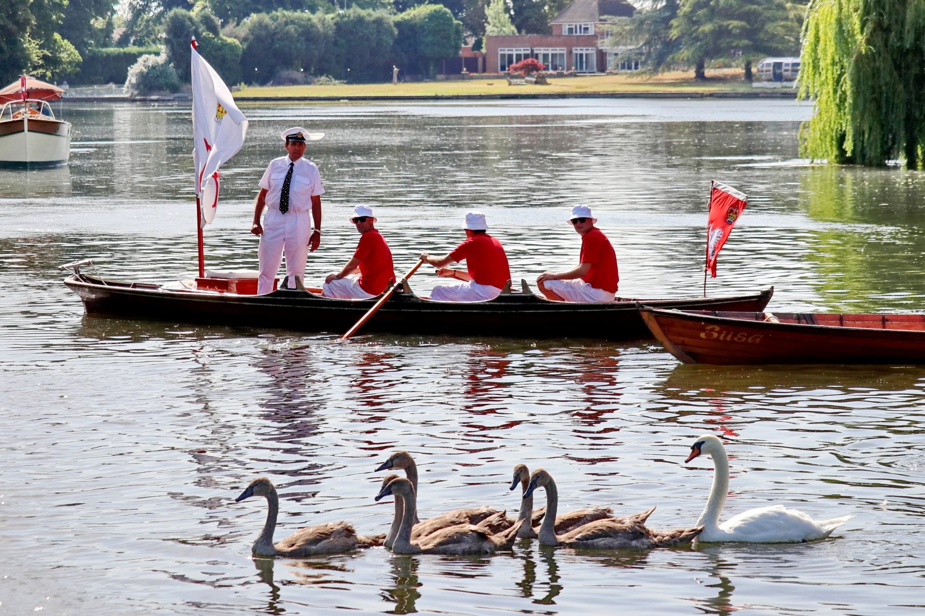 Royal Swan Upping 2025 - Marlow Town Council